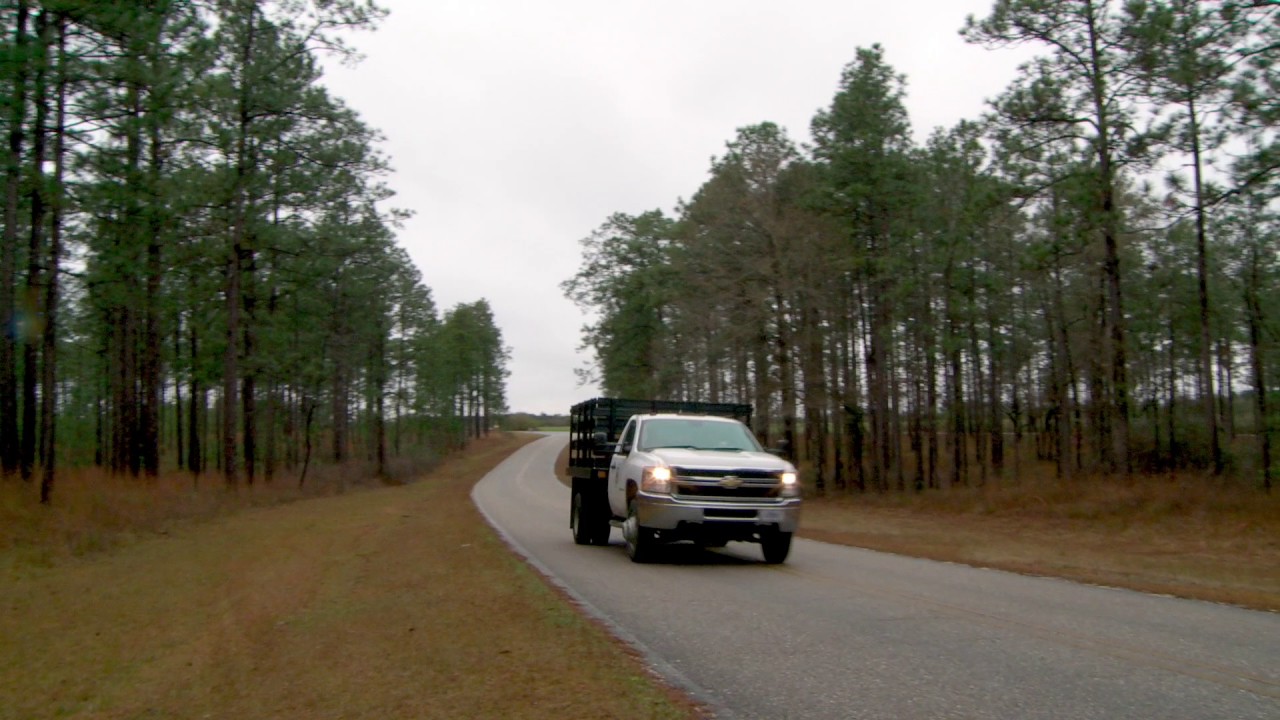 Longleaf Pine | Alabama Legacy Moments