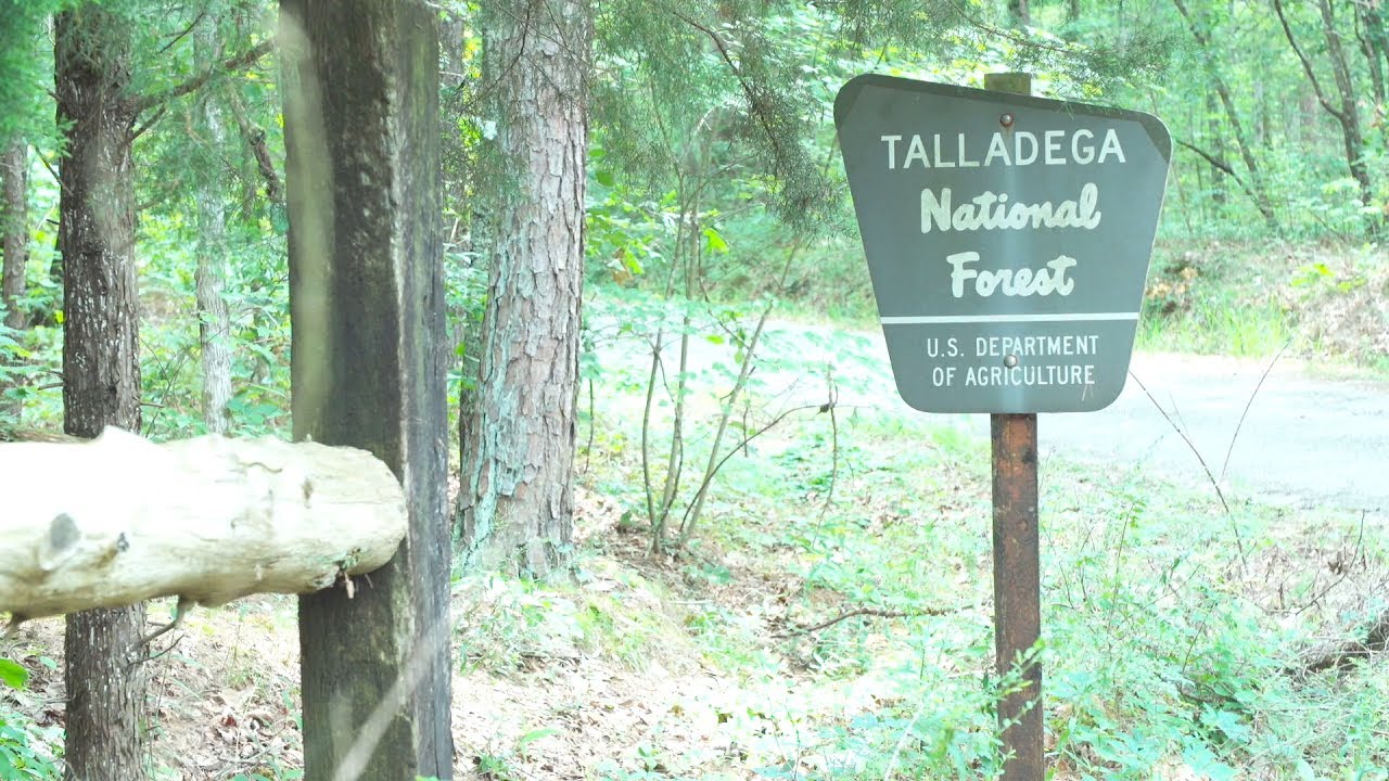 Talladega National Forest | Alabama Legacy Moments