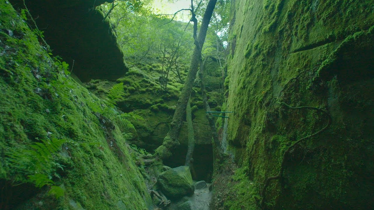 Dismals Canyon | Alabama Legacy Moments